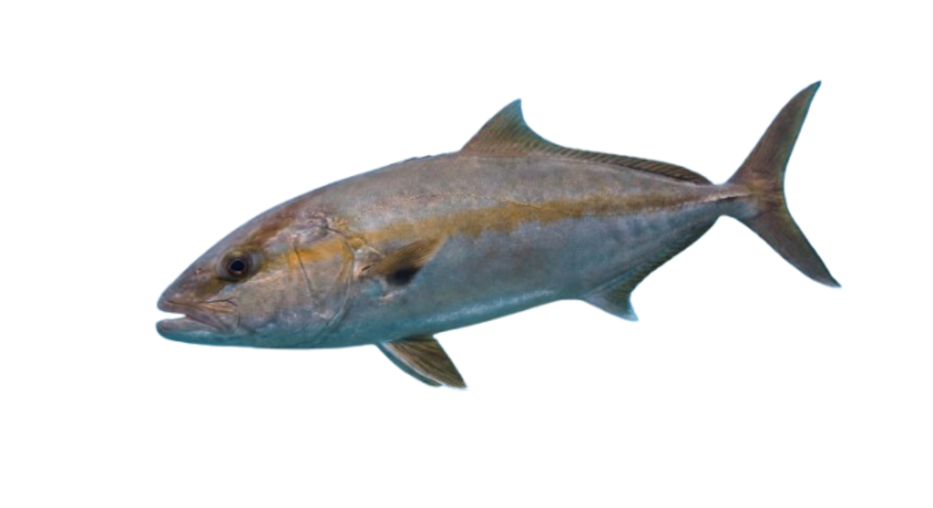 Private Fishing Charters Malta | Big Game Adventures